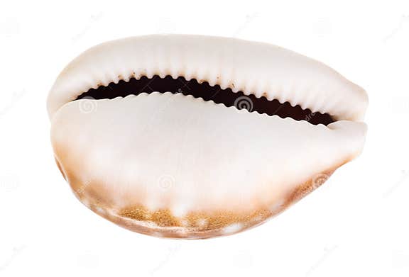 Empty Shell of Cowry Isolated on White Stock Image - Image of white ...