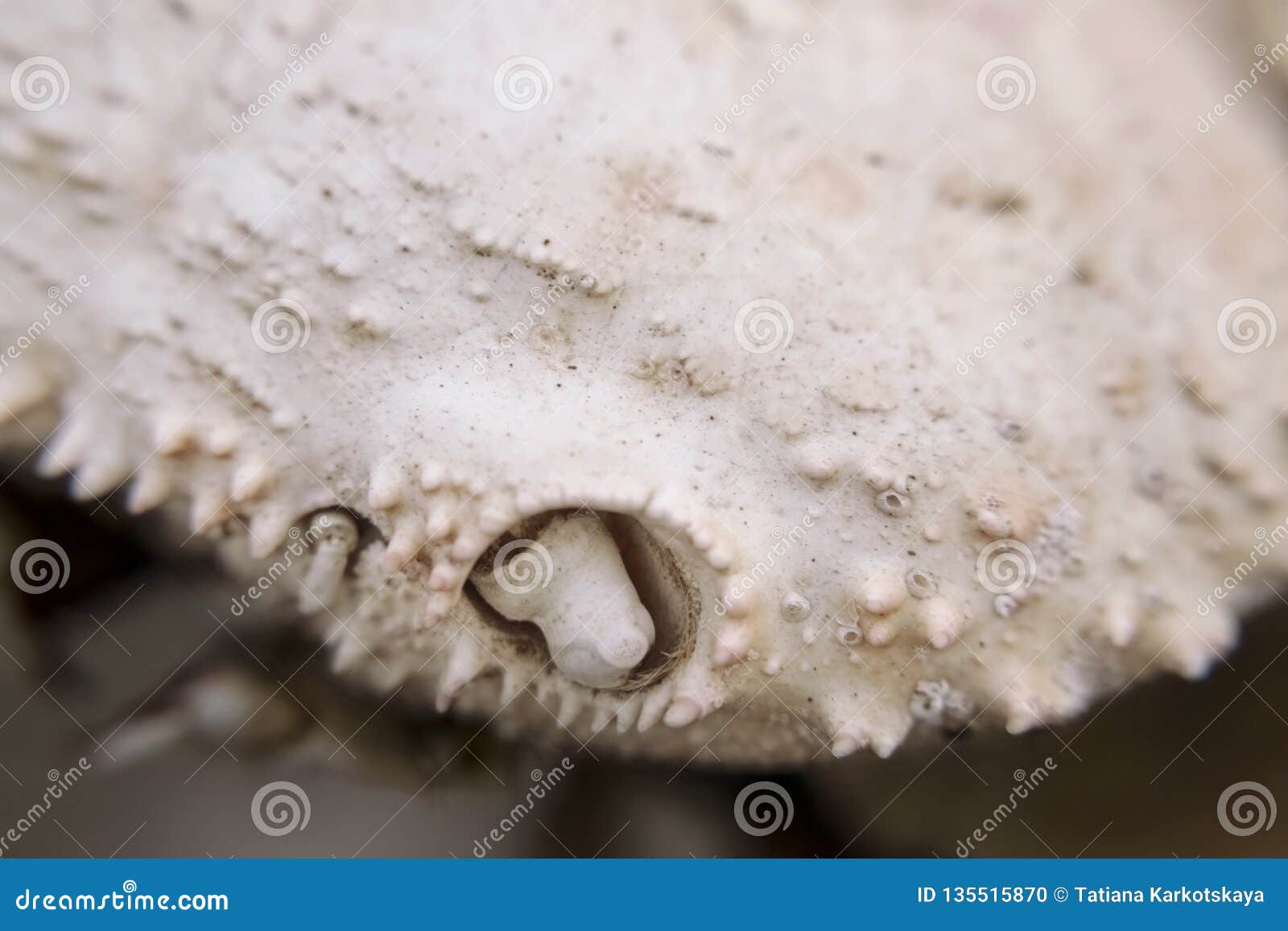 Empty Shell Crab Pale Beige on the Beach Stock Photo - Image of nature ...