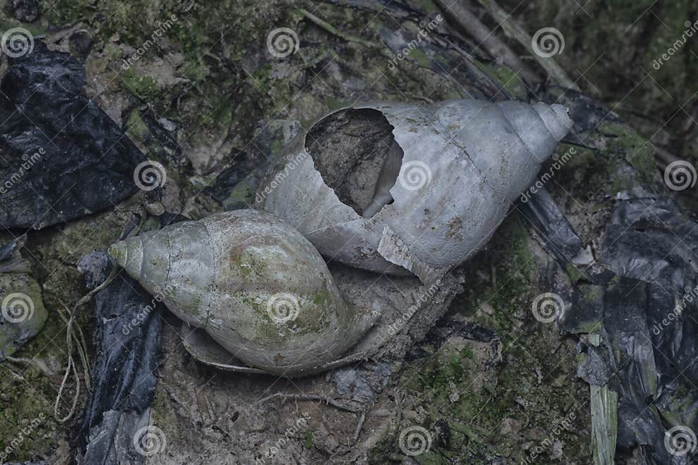Empty Shell of the Dead Garden Snail on the Dirty Ground Stock Image ...