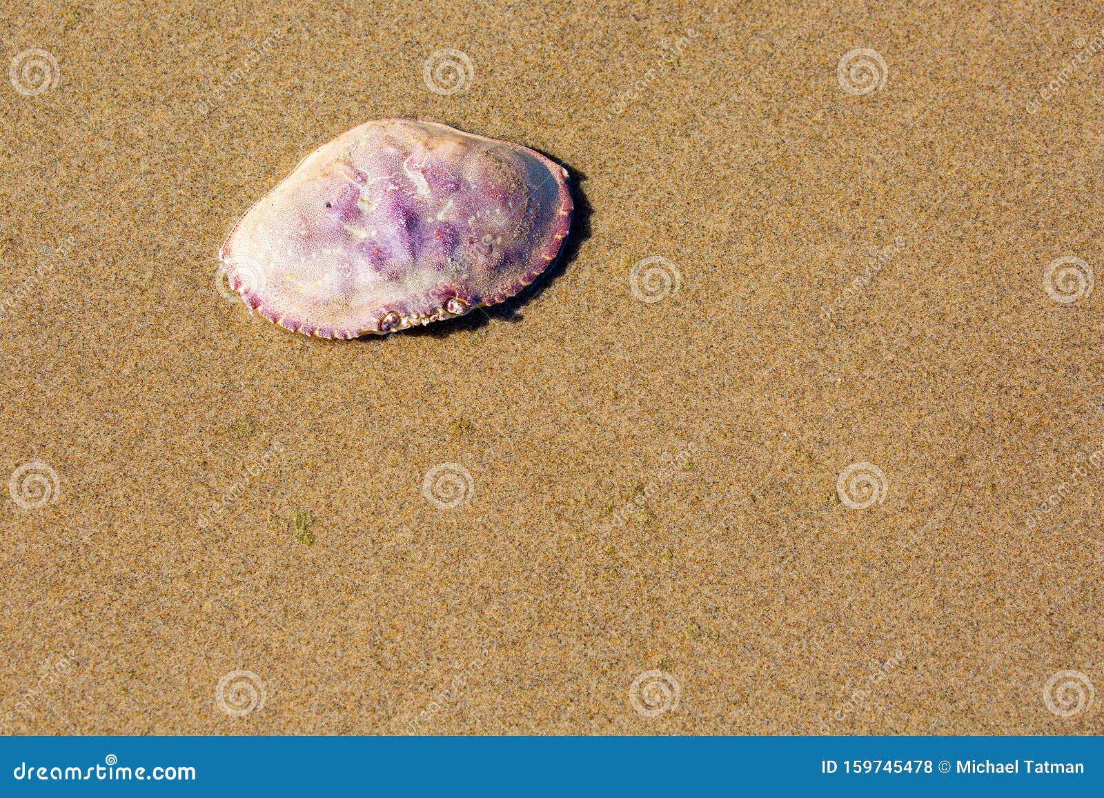Empty Shell of a Dungeness Crab Sits on the Beach Stock Photo - Image ...