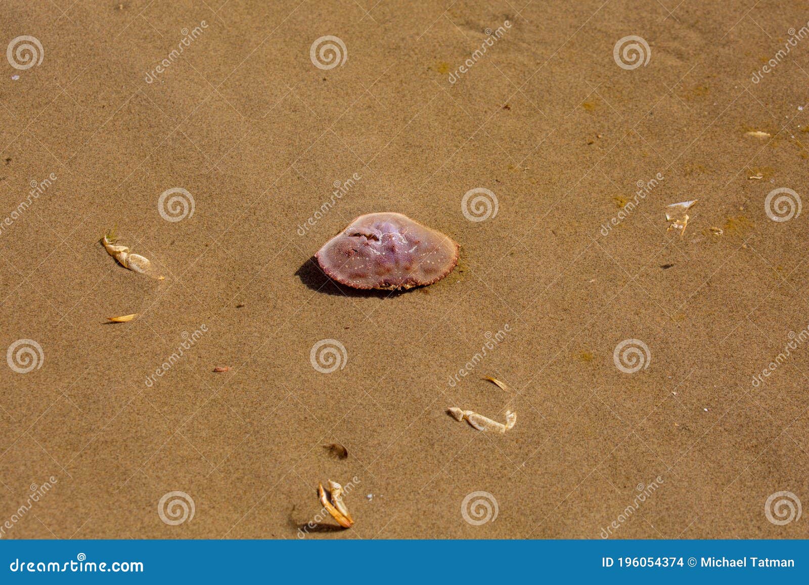 Empty Shell of a Dungeness Crab Sits on the Beach Stock Photo - Image ...