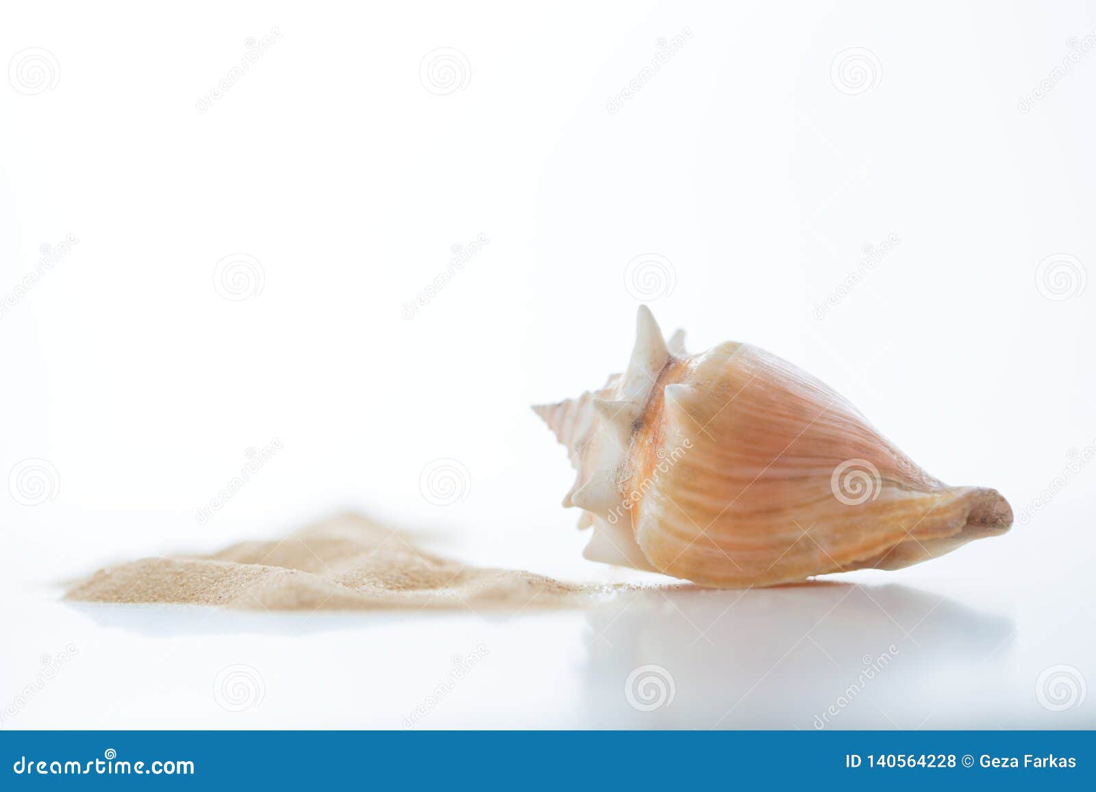 Empty Shell of the Florida Fighting Conch, Strombus Alatus Sea Snail on ...