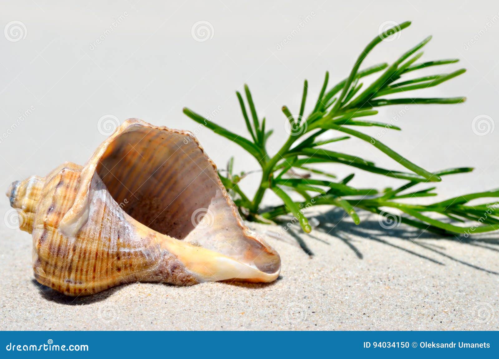 An Empty Shell Lying on the Sand in the Desert Stock Photo - Image of ...