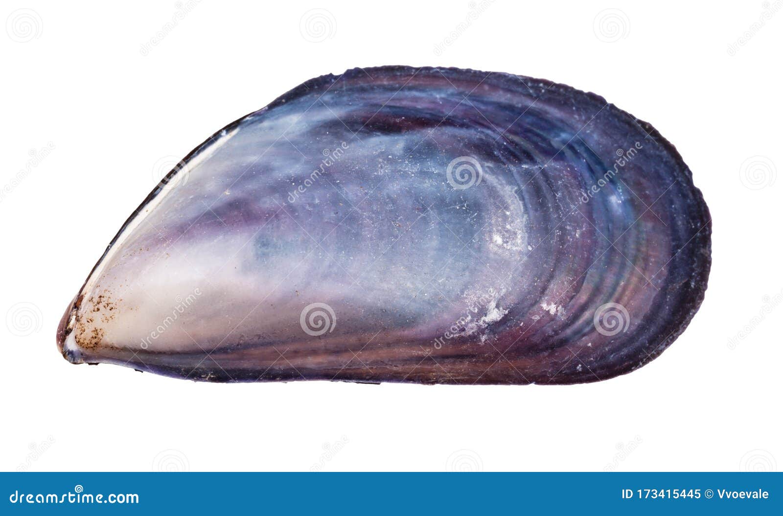Empty Shell of Mussel Isolated on White Stock Image - Image of nature ...