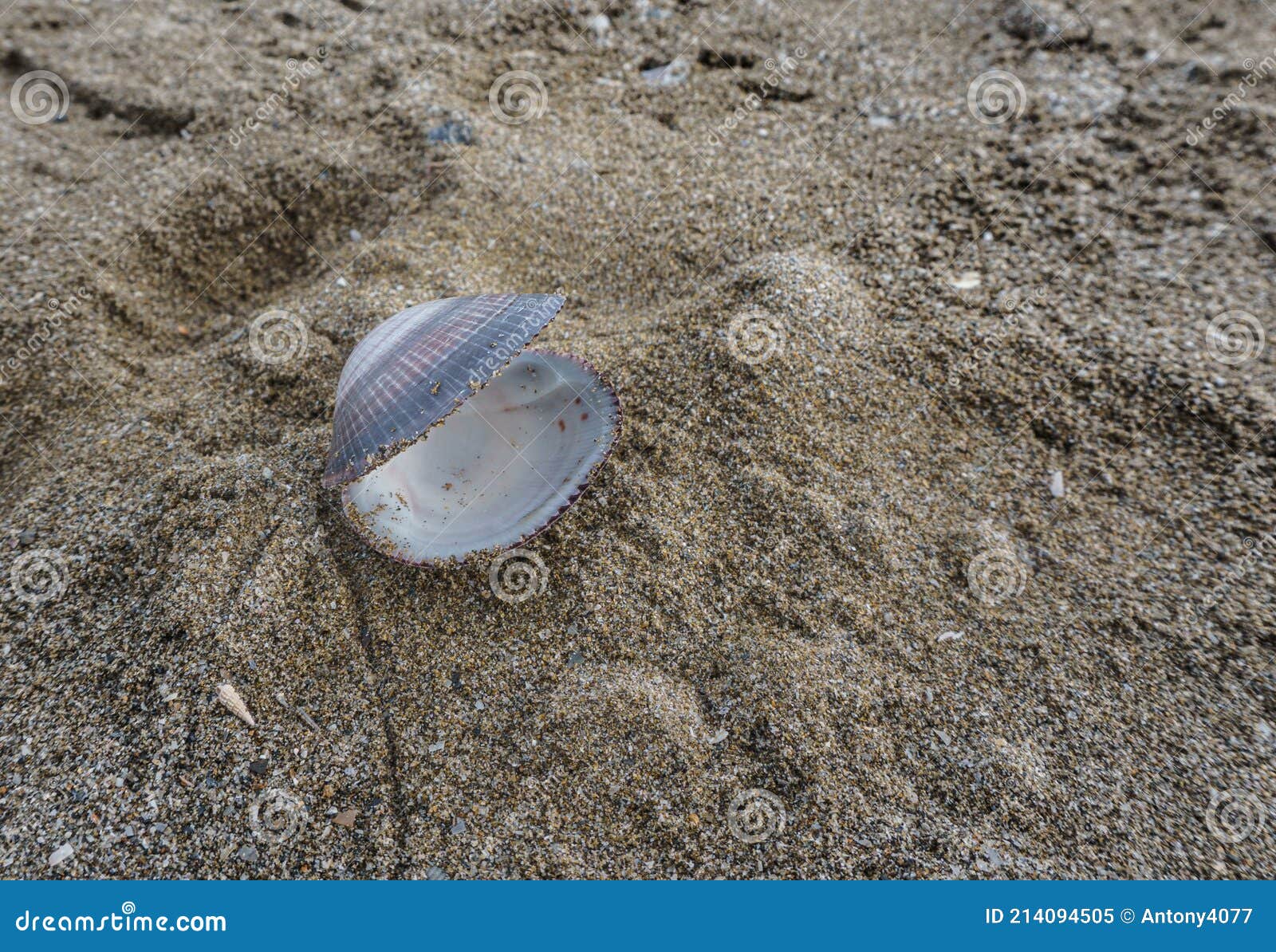 An empty shell stock image. Image of decoration, conch - 214094505