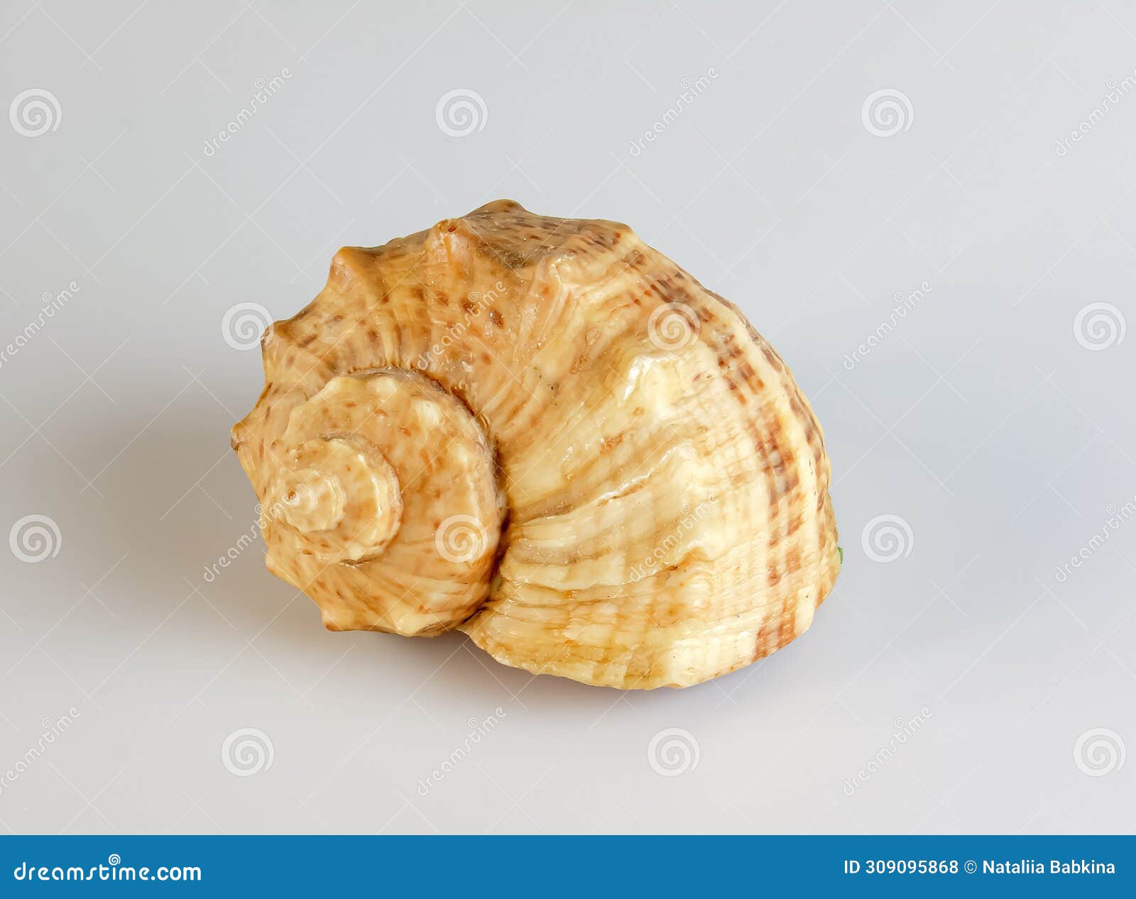 Empty Shell from Rapana Venosa on White Background Stock Photo - Image ...