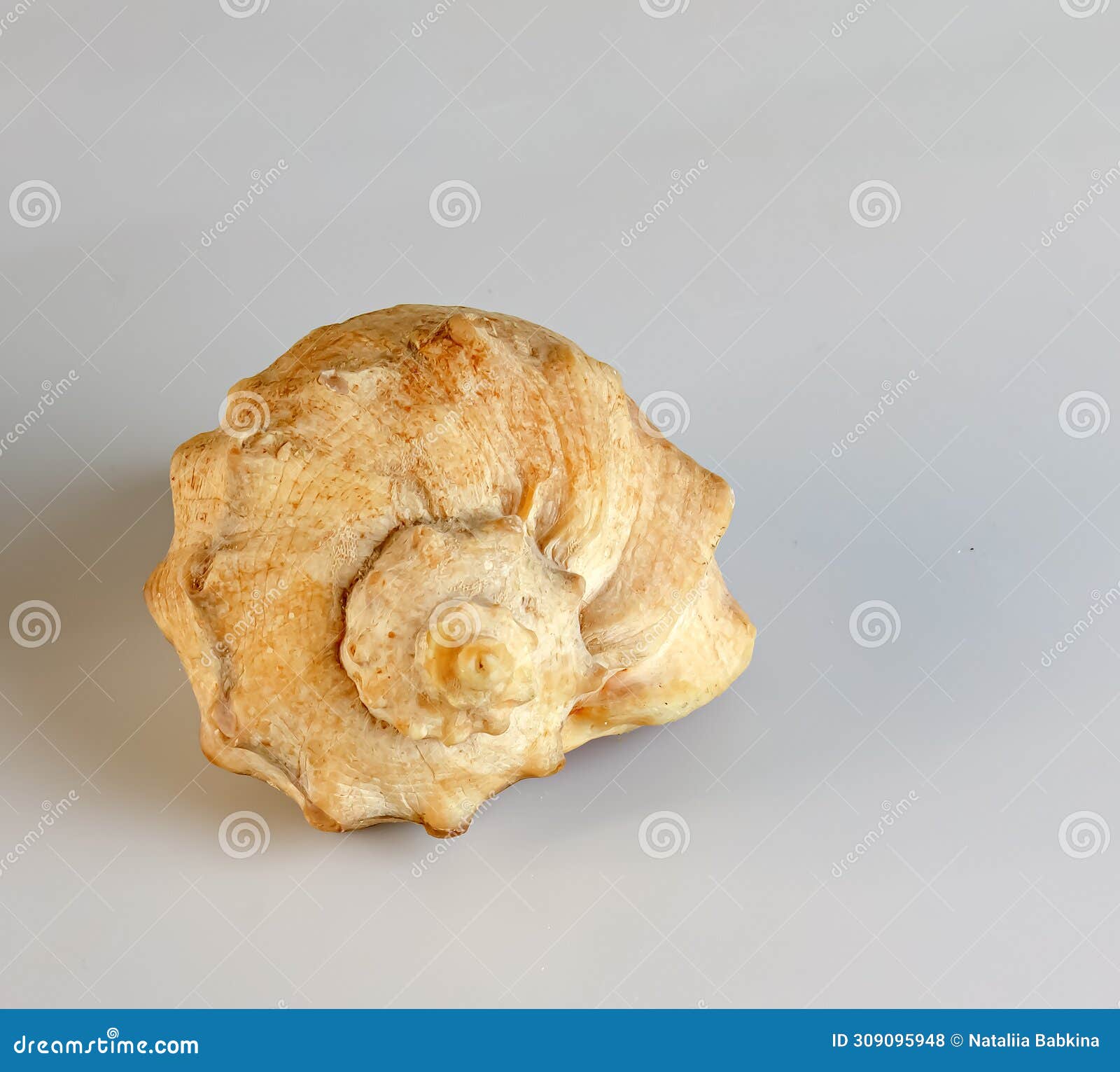 Empty Shell from Rapana Venosa on White Background Stock Photo - Image ...