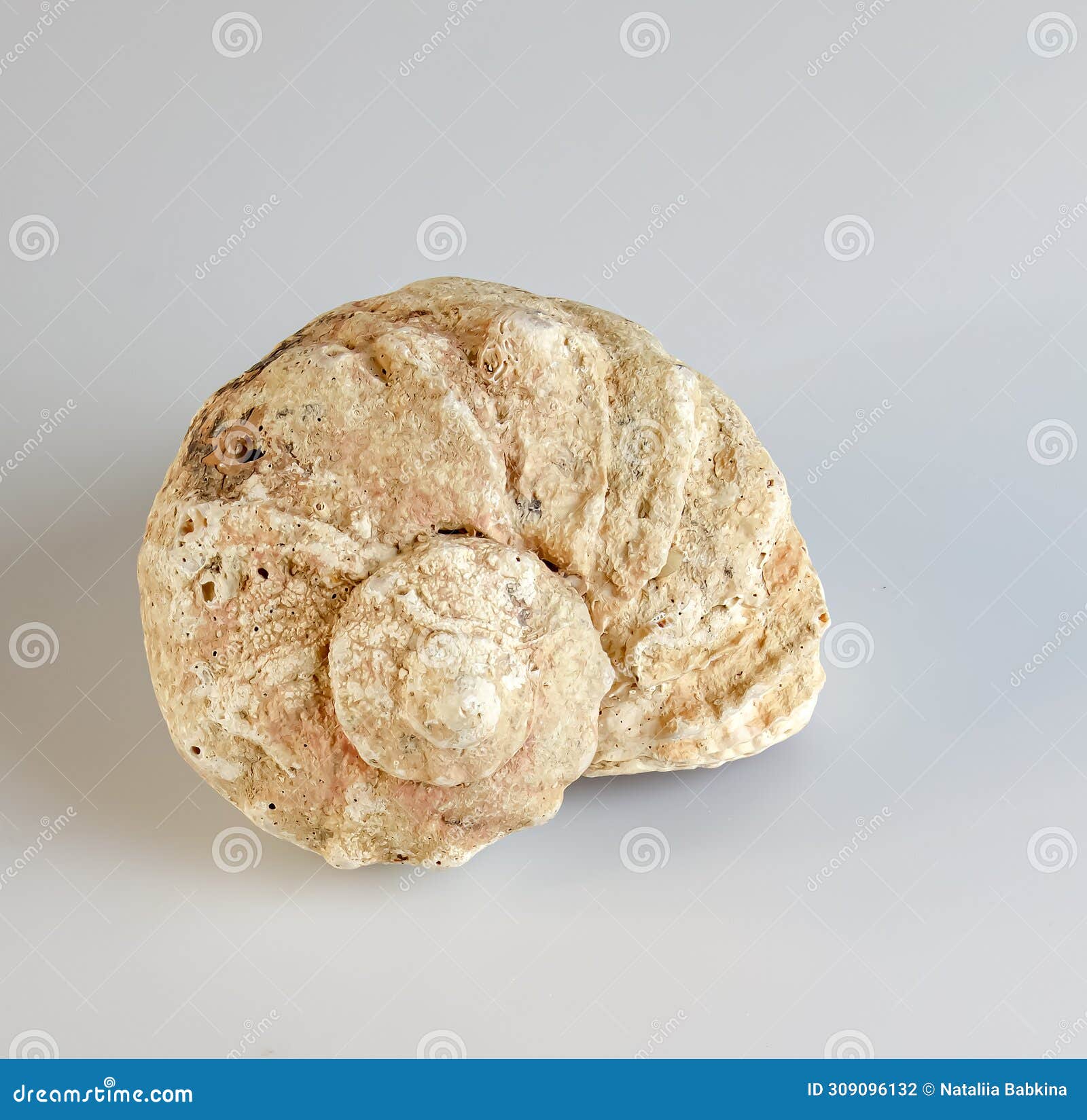 Empty Shell from Rapana Venosa on White Background Stock Photo - Image ...