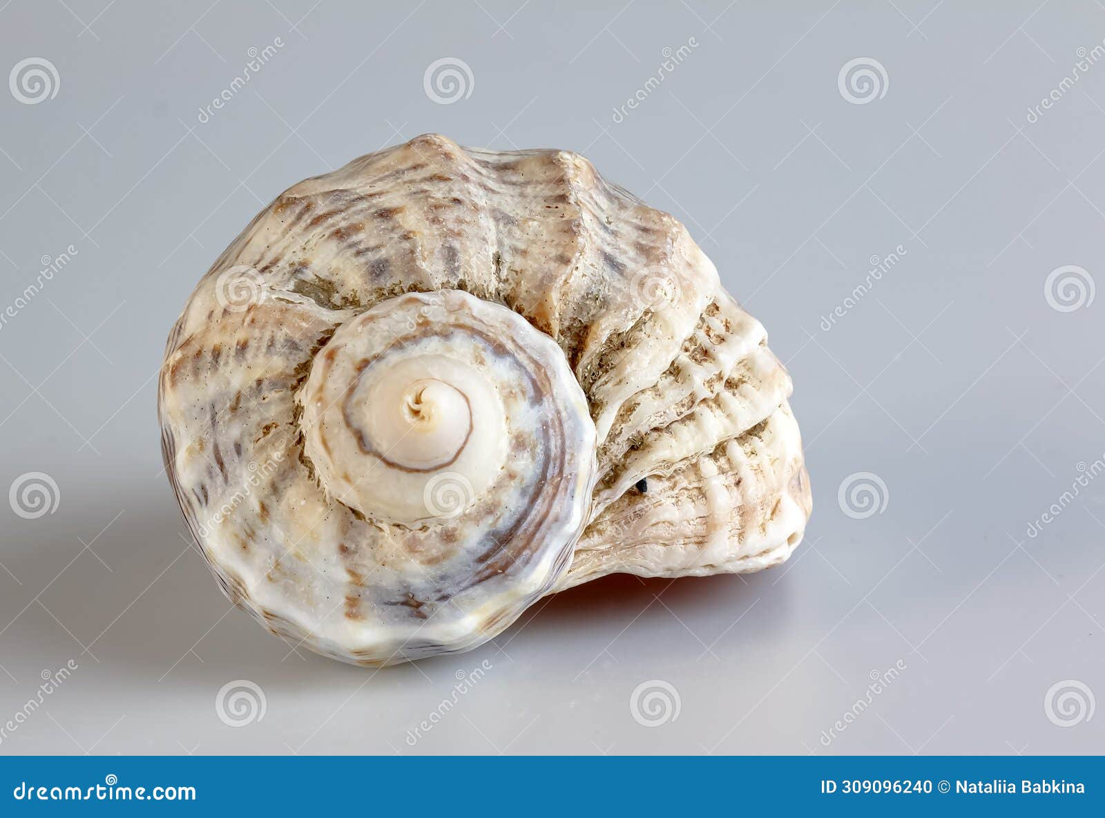 Empty Shell from Rapana Venosa on White Background Stock Photo - Image ...