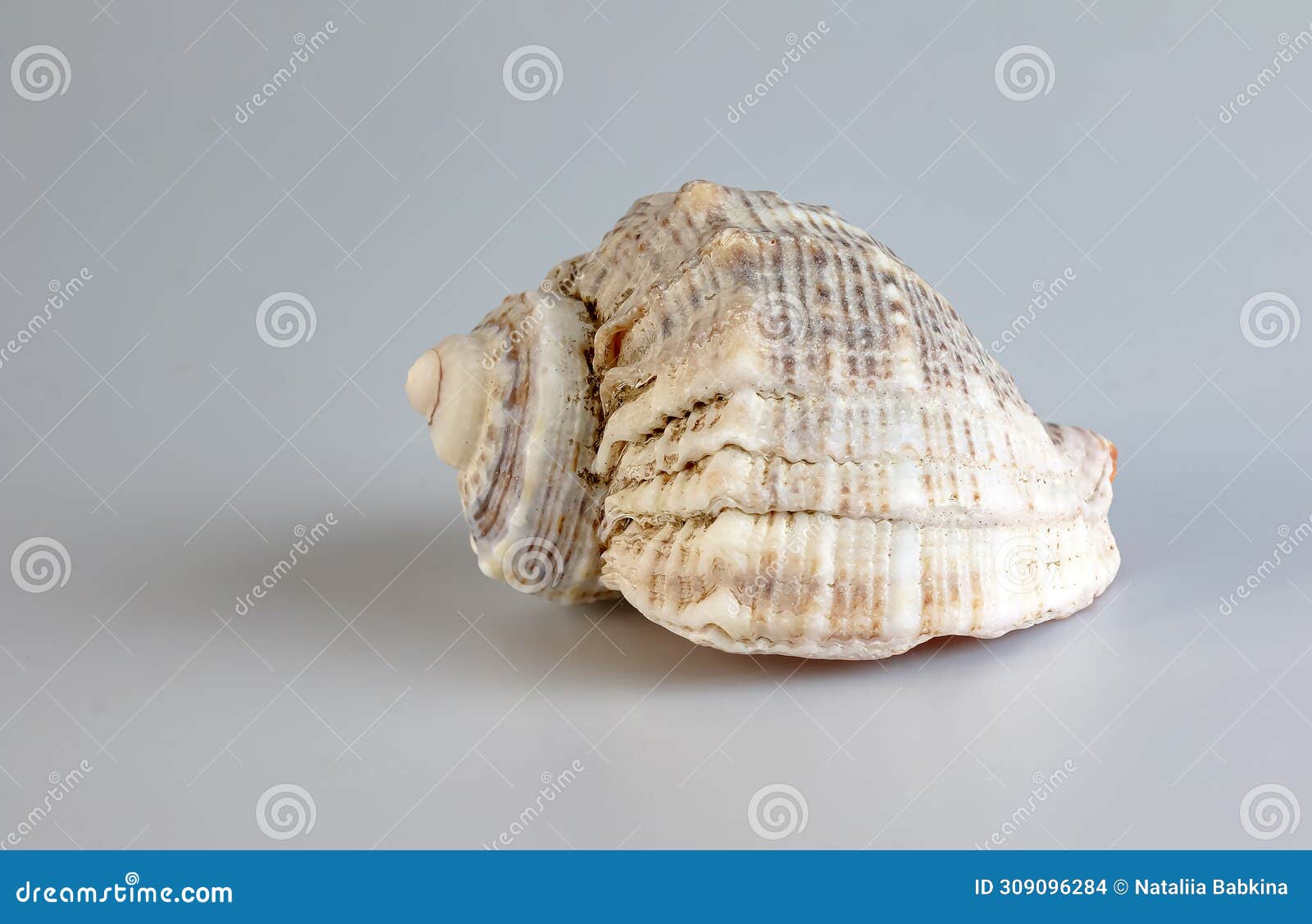Empty Shell from Rapana Venosa on White Background Stock Photo - Image ...