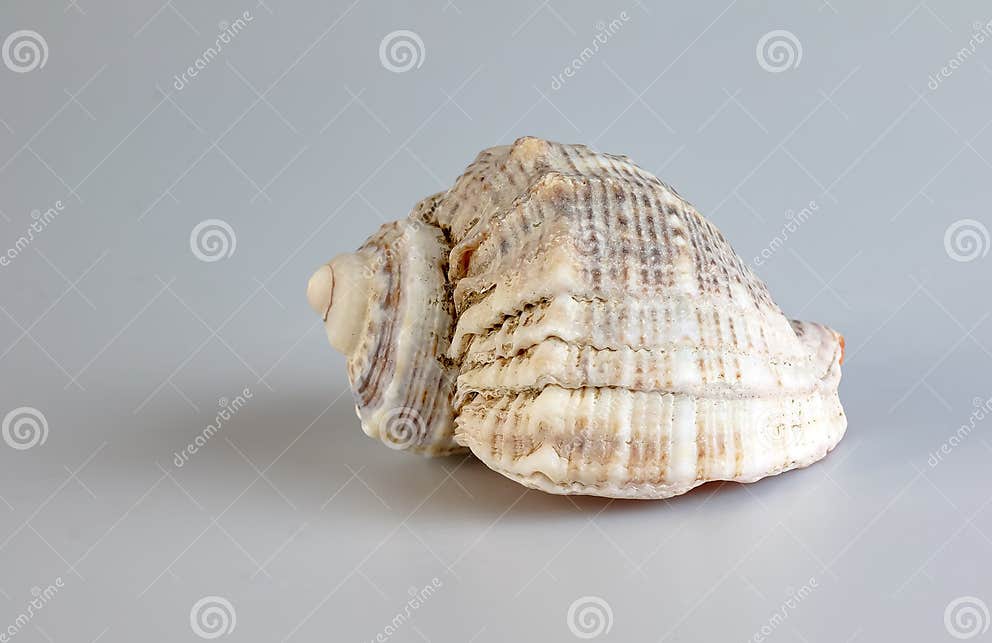 Empty Shell from Rapana Venosa on White Background Stock Photo - Image ...