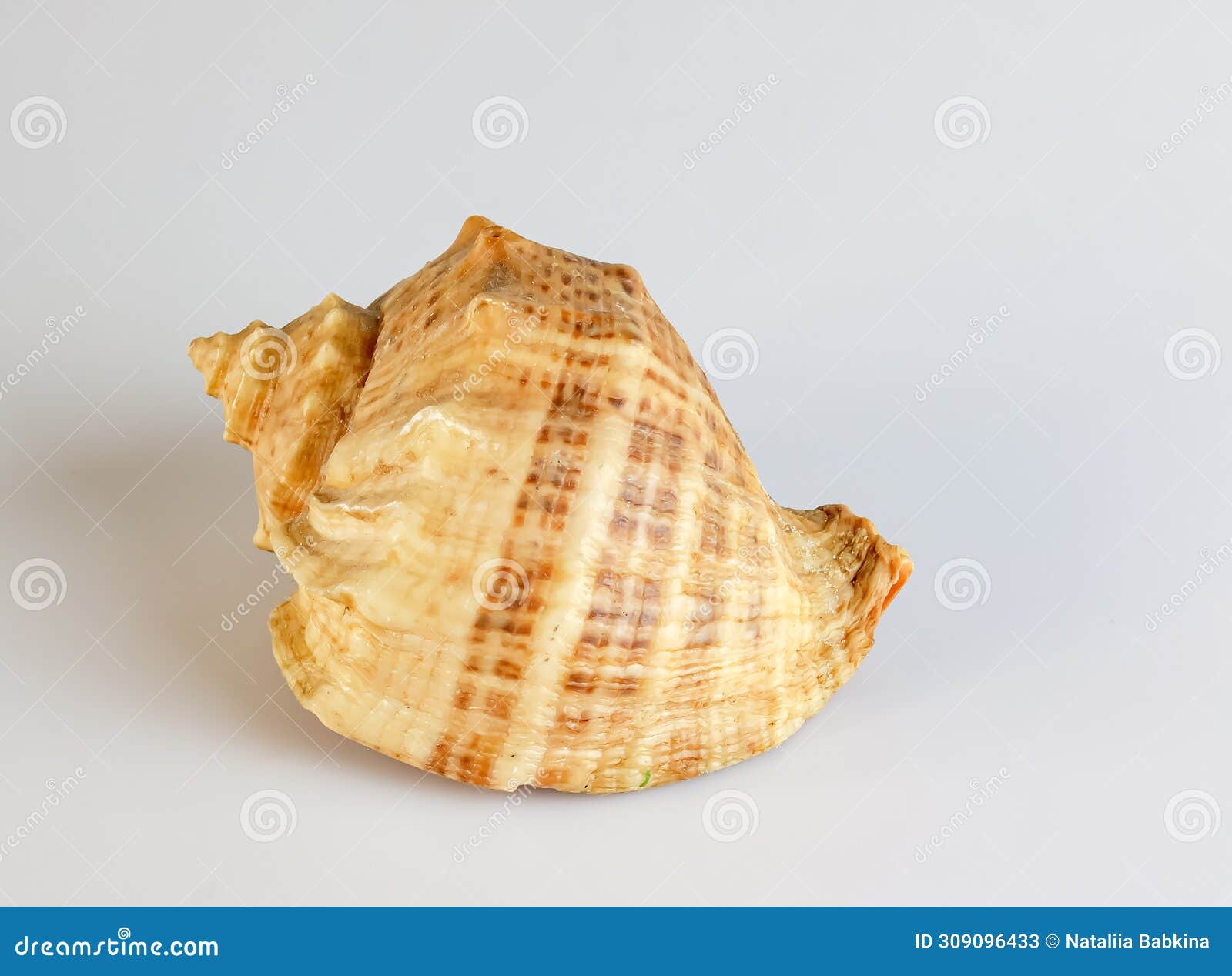 Empty Shell from Rapana Venosa on White Background Stock Image - Image ...
