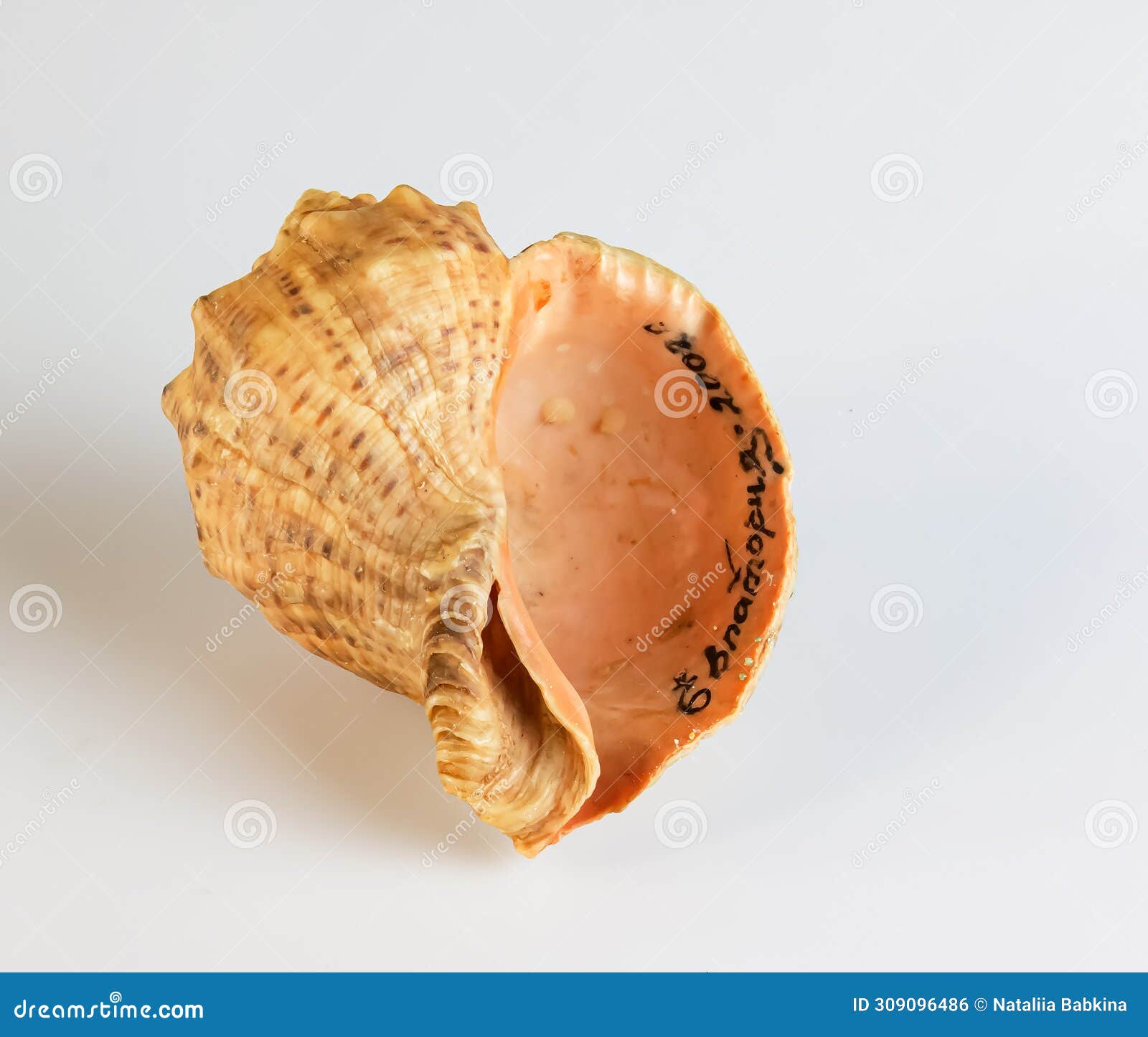 Empty Shell from Rapana Venosa on White Background Stock Photo - Image ...