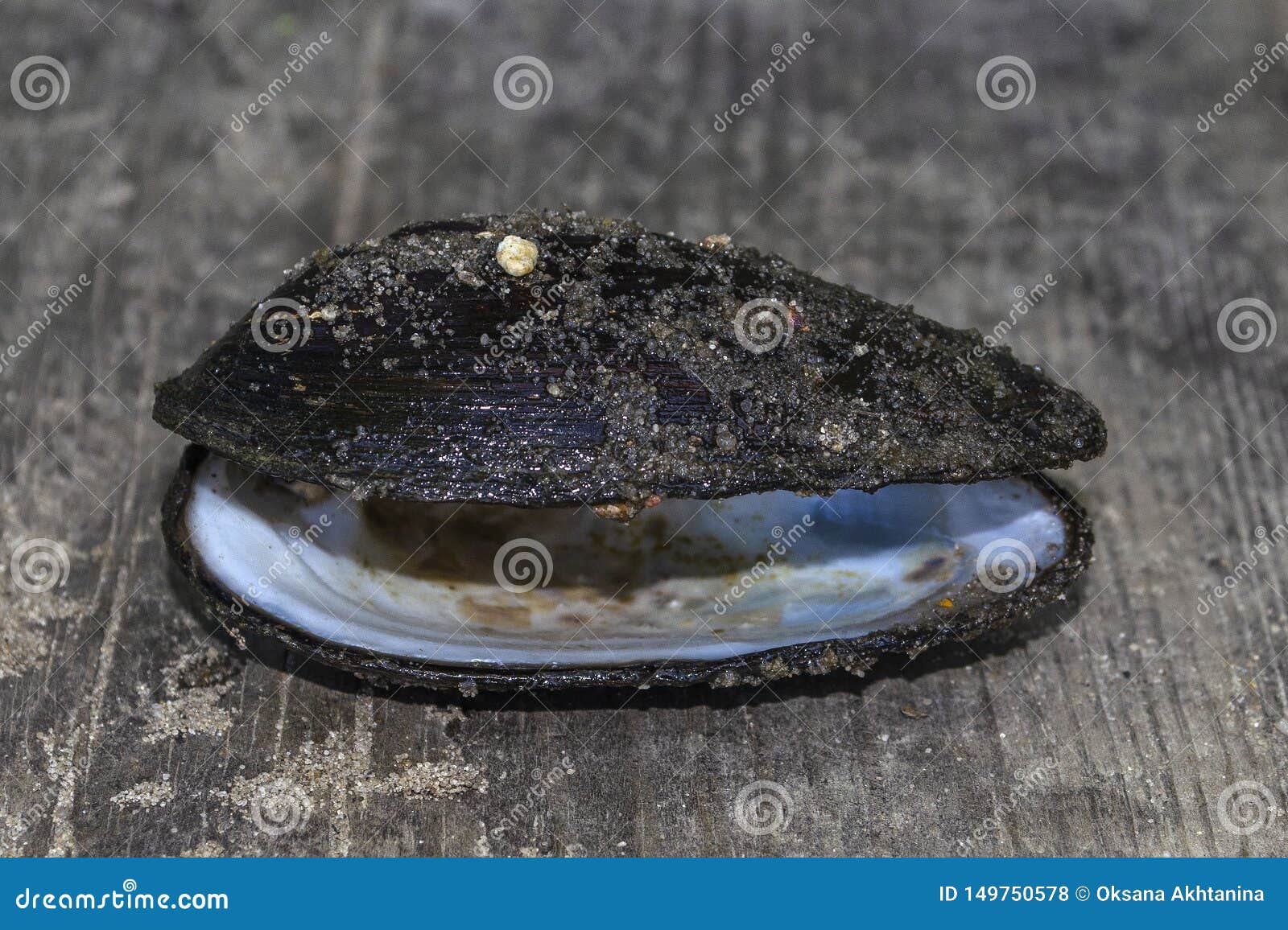 Closeup an empty old shell stock photo. Image of nature - 149750578