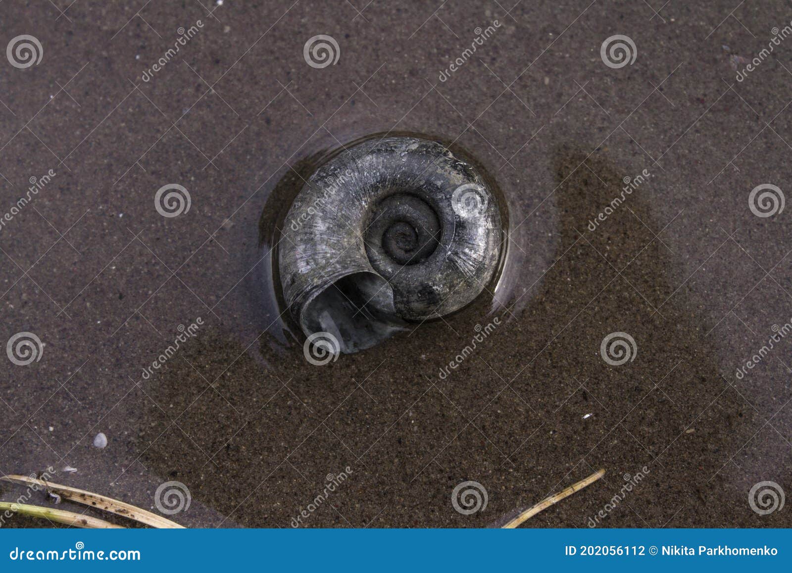 Empty Shell of a River Snail Lying on a Green Grass Close-up Stock ...