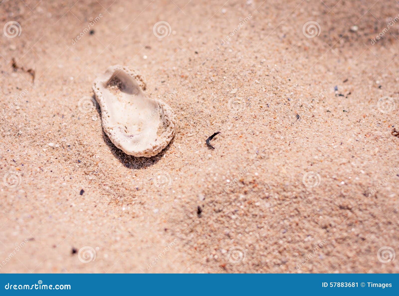 Empty shell on sand stock image. Image of travel, places - 57883681
