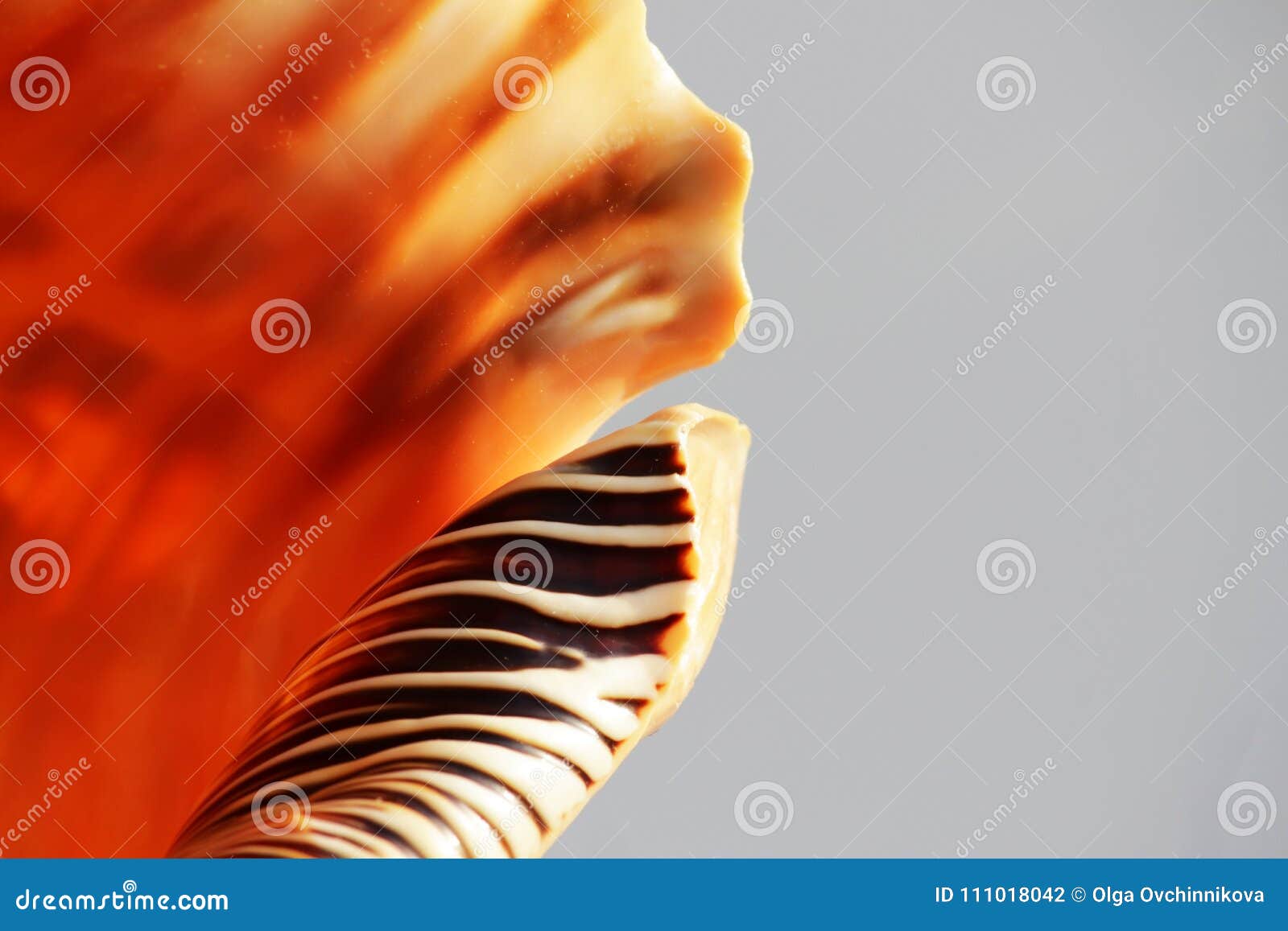 Empty Shell of Sea Snail, Atlantic Triton Trumpet, Charonia Variegata ...