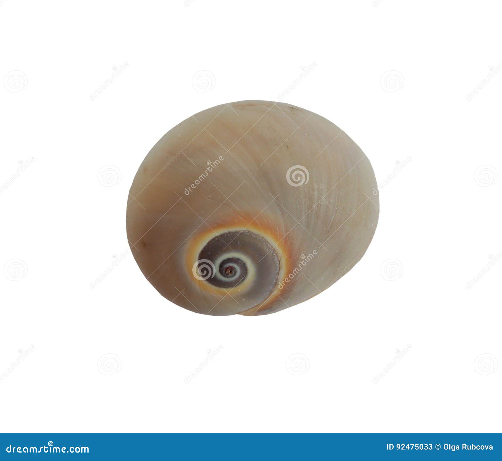 Empty shell snail stock image. Image of oyster, organism - 92475033