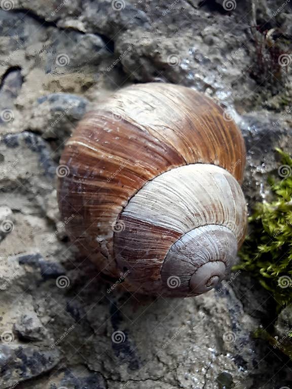 Empty Shell without a Snail on a Stone. Close-up, Soft Daylight Stock ...
