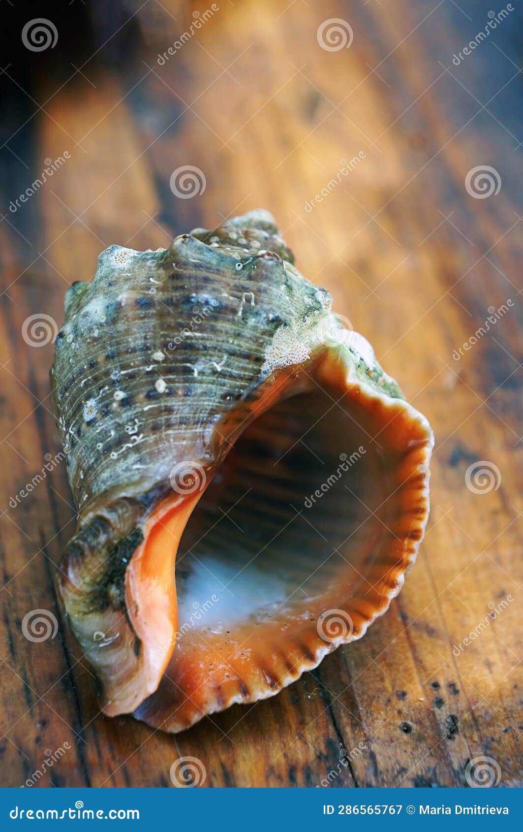Empty Shell of a Veined Rapa Whelk, or Rapana Venosa. Stock Image ...