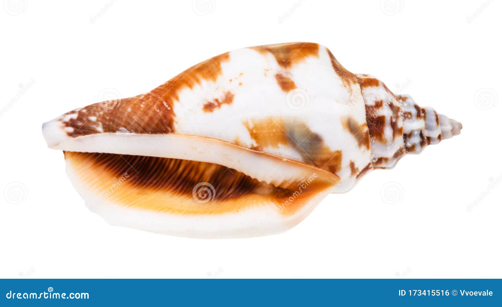 Empty Shell of Whelk Mollusc Isolated on White Stock Photo - Image of ...