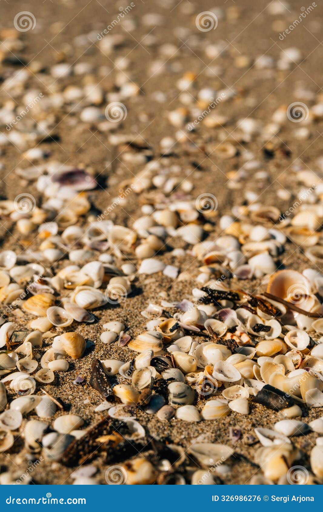 Empty Shells on the Beach Brought by the Tide Stock Photo - Image of ...