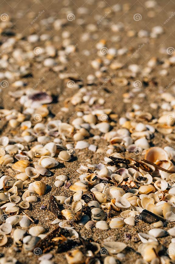 Empty Shells on the Beach Brought by the Tide Stock Photo - Image of ...