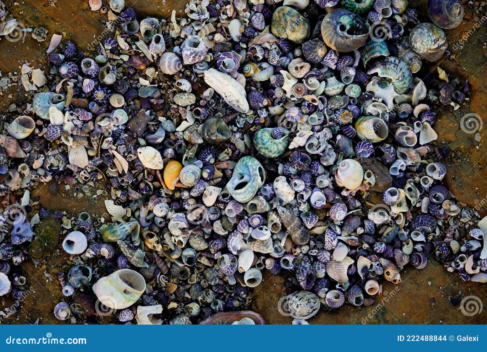 Empty Shells Of Green Ormer, Haliotis Tuberculata, Sea Snail Stock ...