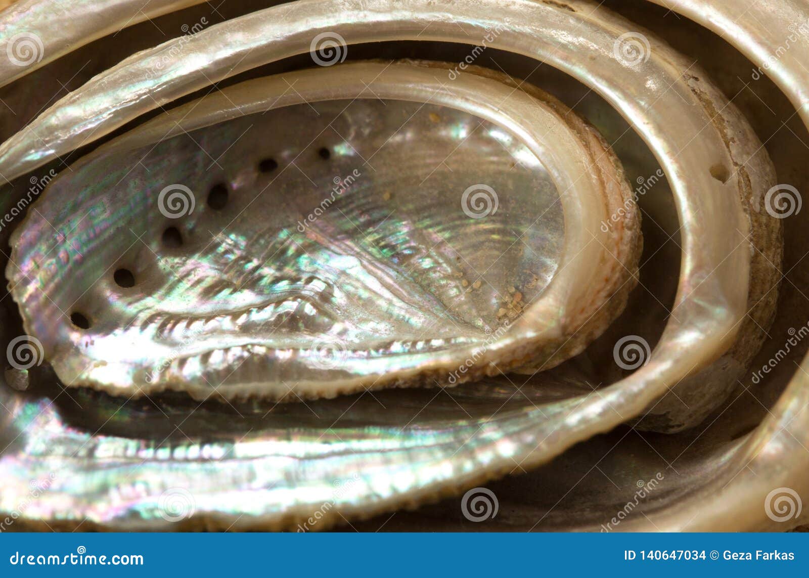 Empty Shells of Green Ormer, Haliotis Tuberculata Stock Photo - Image ...