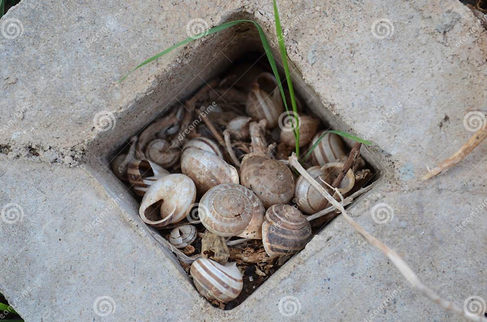 Empty Shells in a Hole with Grass and Ground Stock Photo - Image of ...