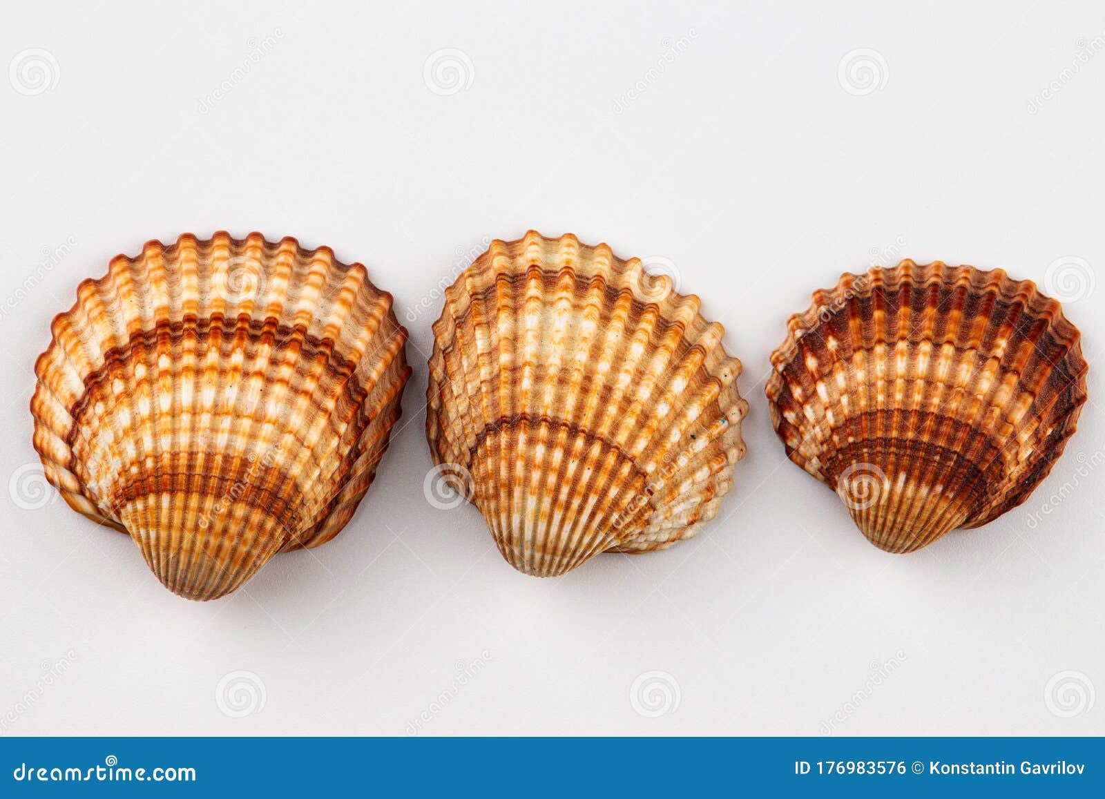 Empty Shells of Moles in a Brown Stripe. Stock Photo - Image of shape ...