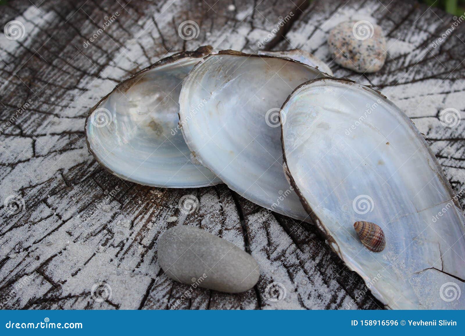 Empty shells stock photo. Image of food, cockle, marine - 158916596