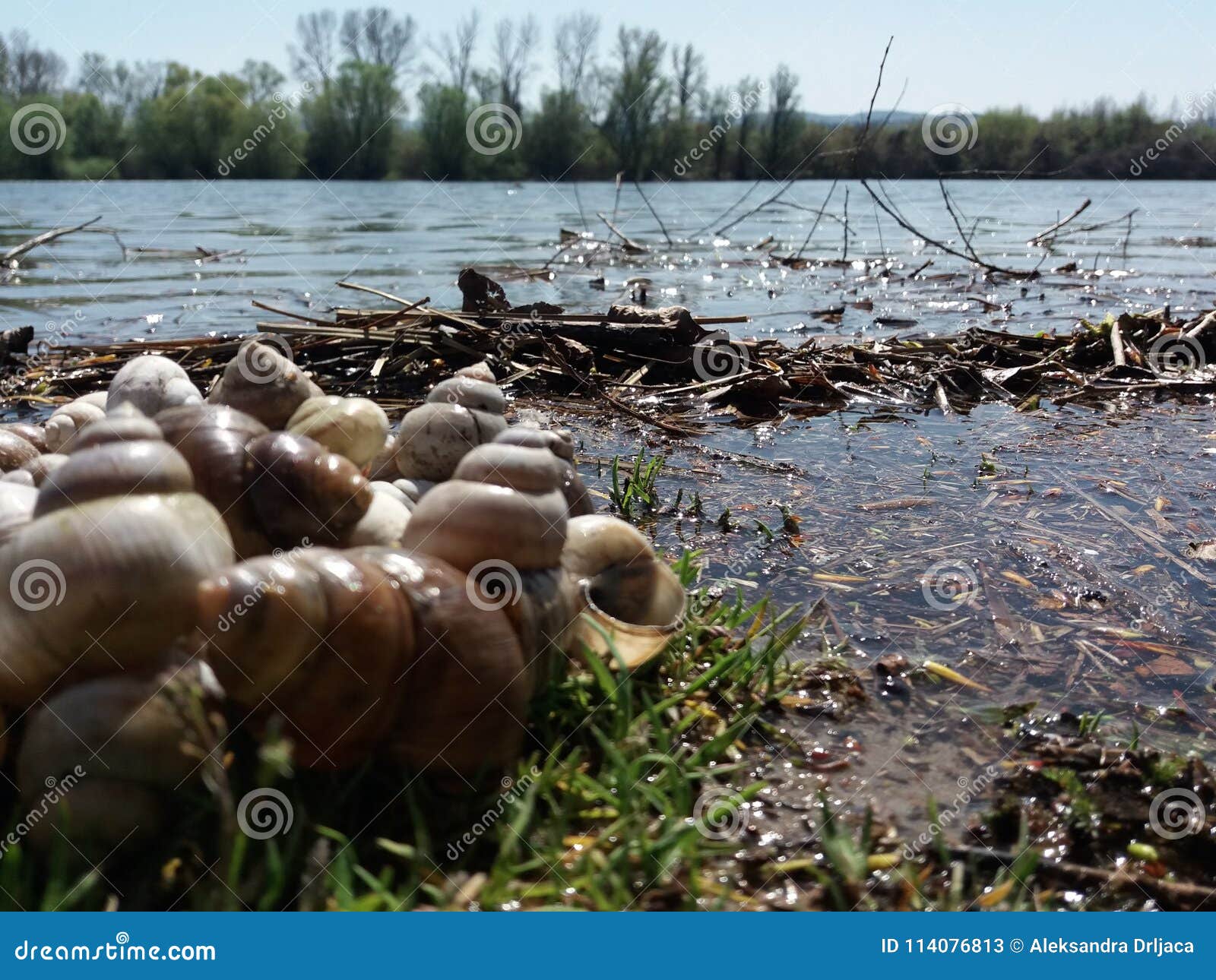 River snails stock image. Image of snails, shells, empty - 114076813