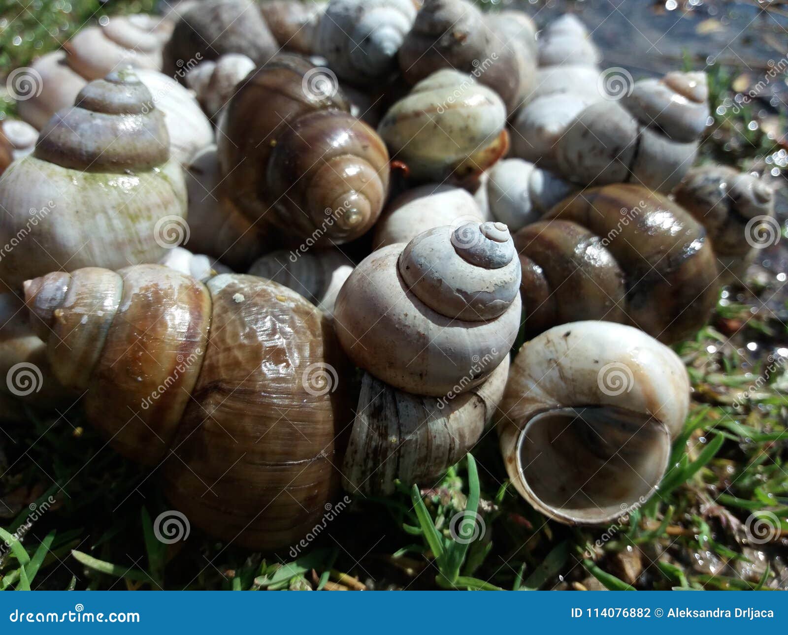 River snails on sun stock photo. Image of empty, river - 114076882