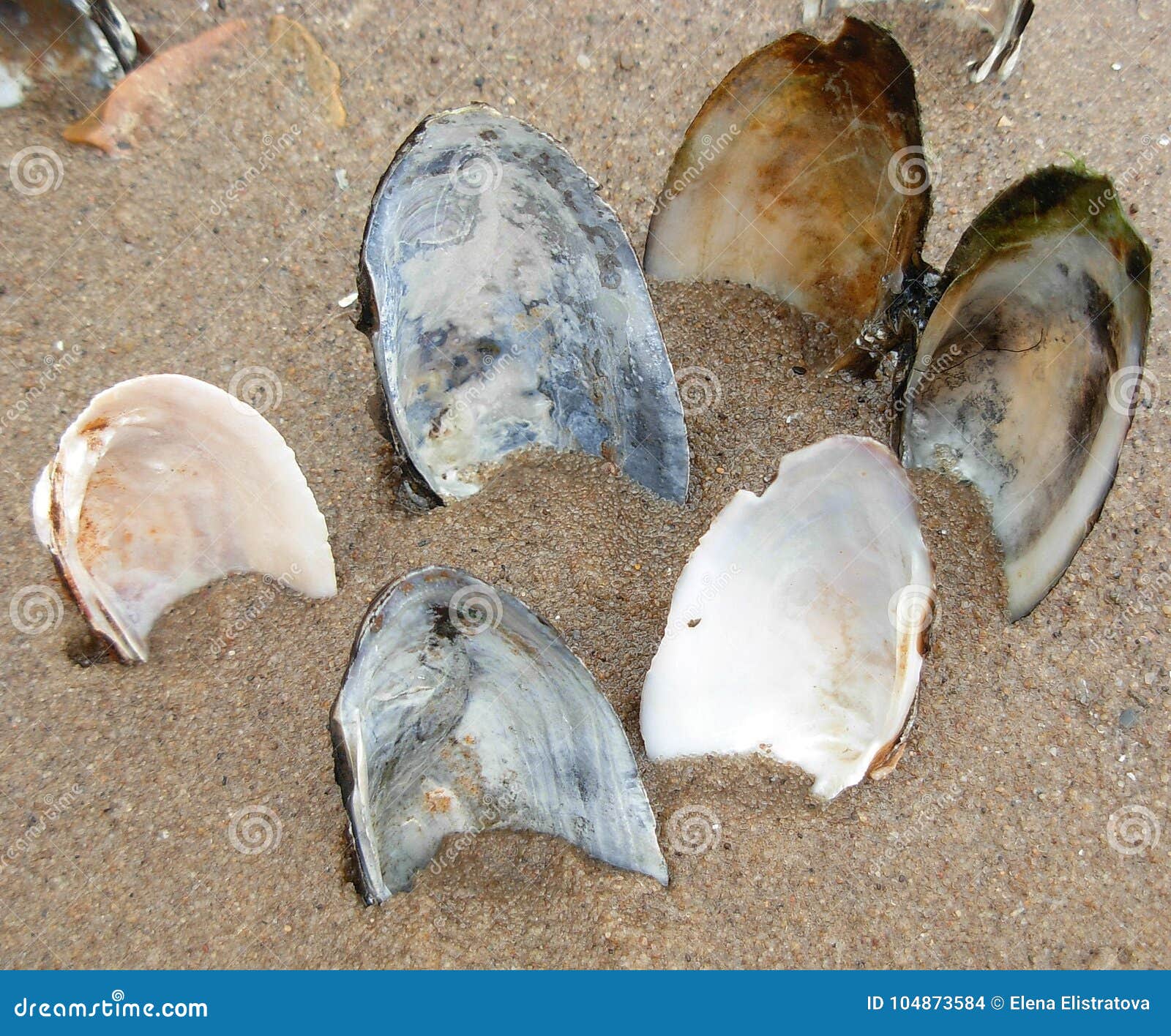 Empty Shells on the Riverbank Stock Photo - Image of sand, bivalve ...