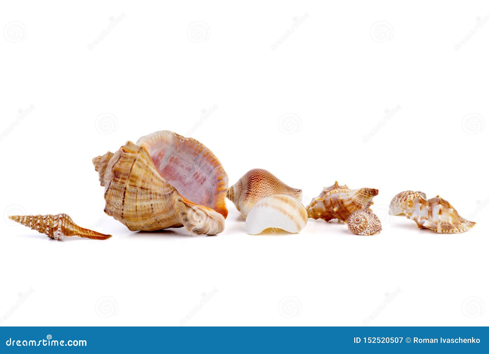 Empty shells stock image. Image of empty, mollusk, rapa - 152520507