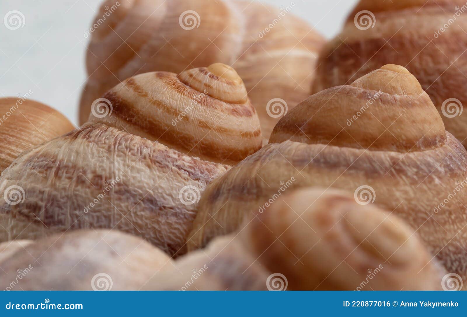 Empty Shells of Snails on a Light Background. Concept of Decorative ...
