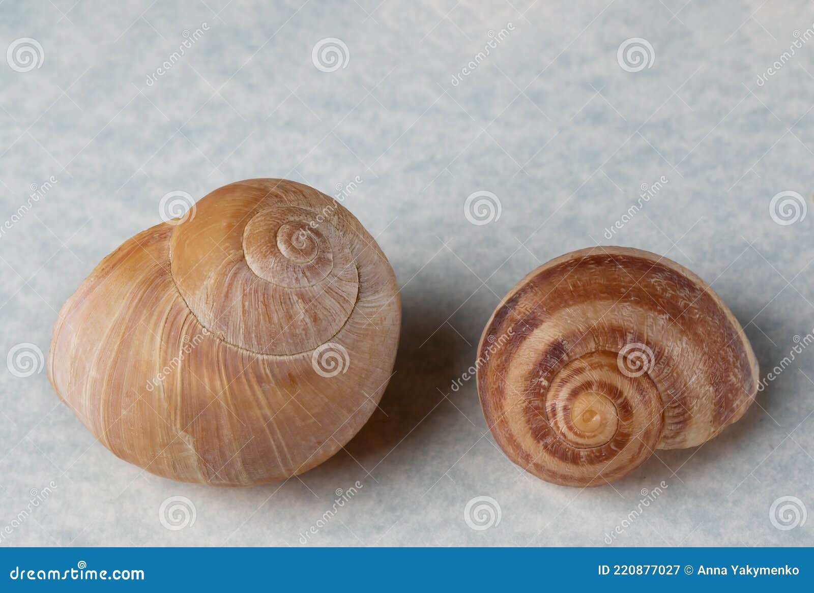 Empty Shells of Snails on a Light Background. Concept of Decorative ...
