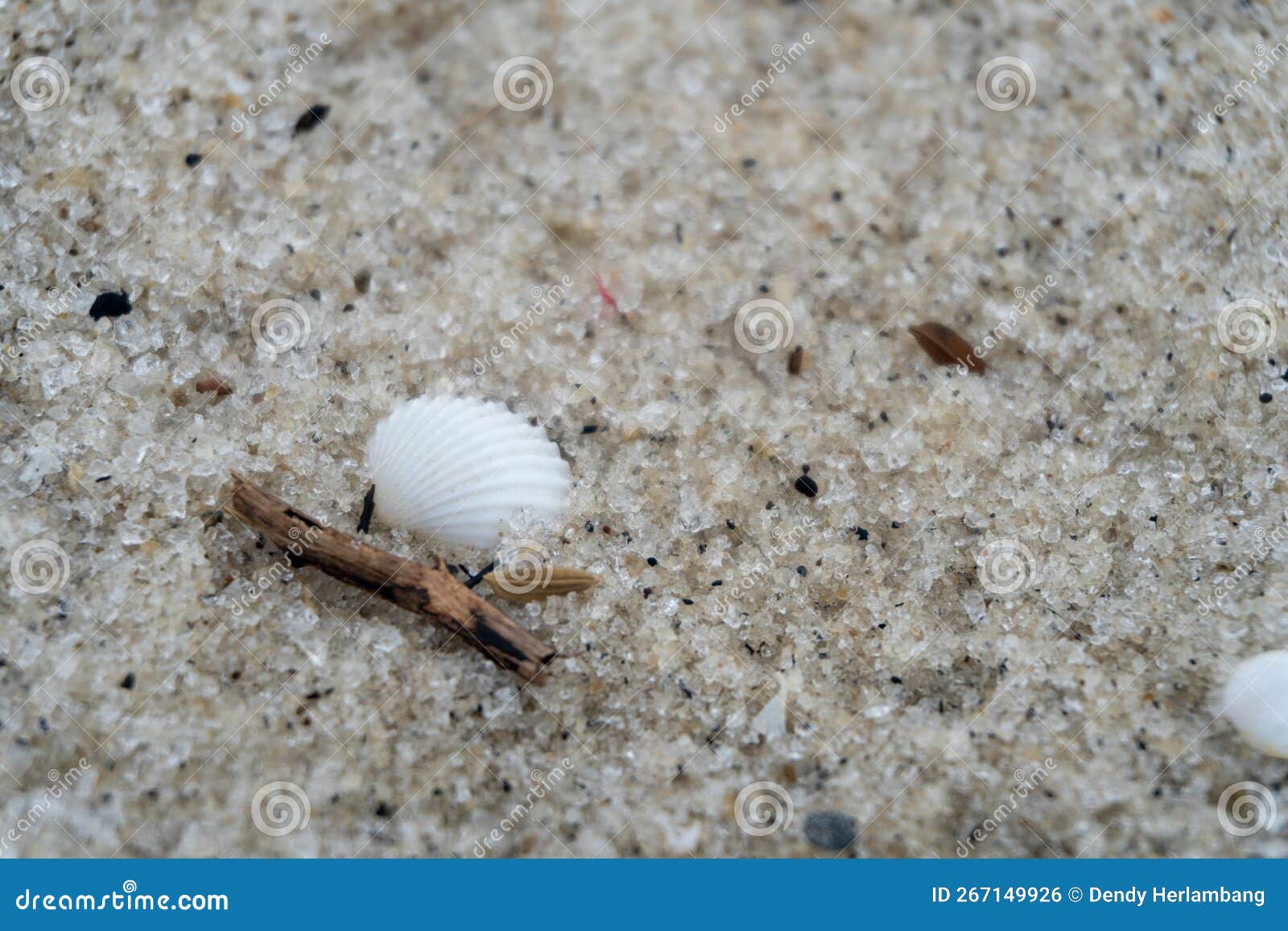 Empty Shells on the White Sandy Beach in the Middle of Nature Stock ...