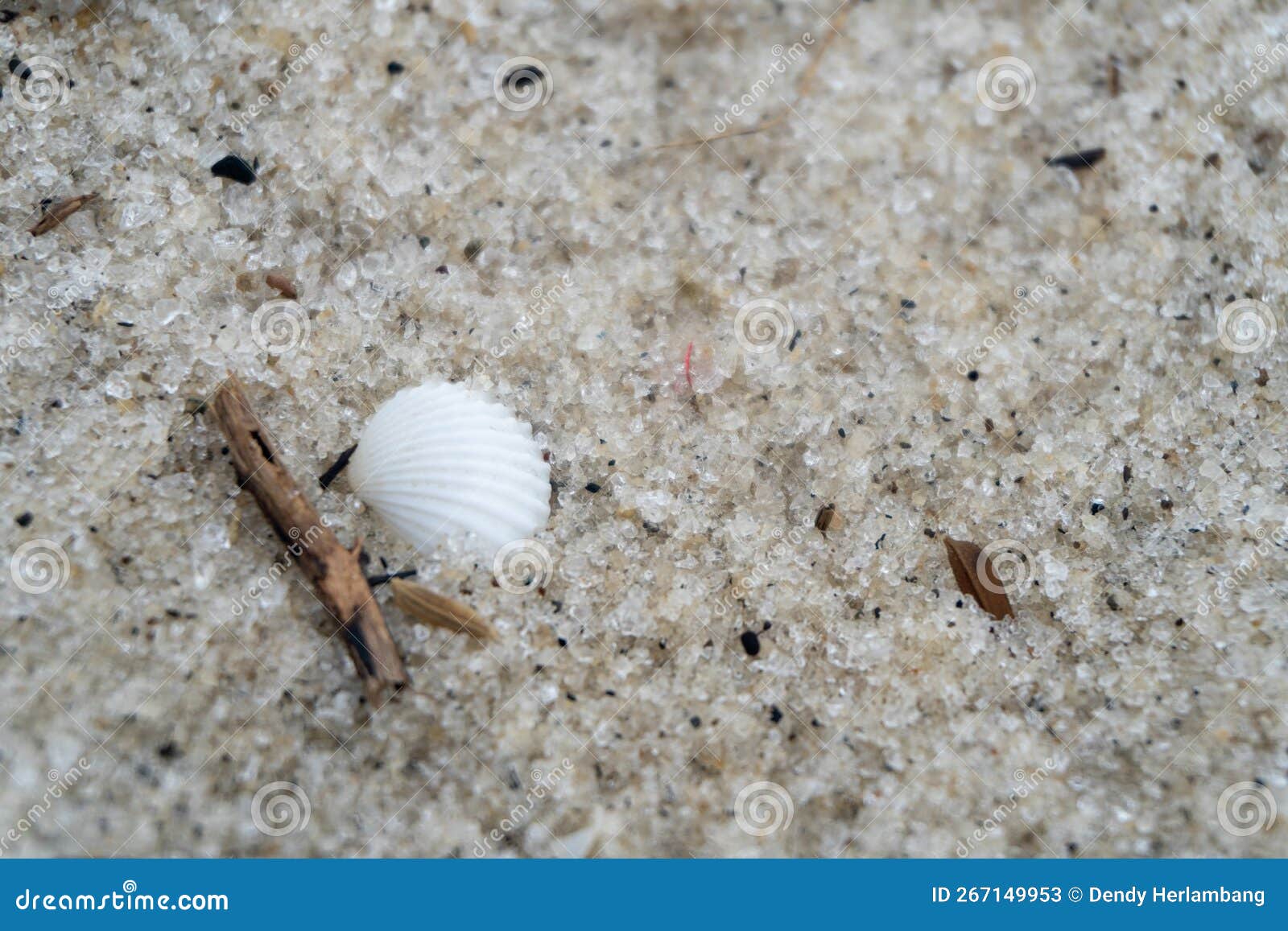 Empty Shells on the White Sandy Beach in the Middle of Nature Stock ...