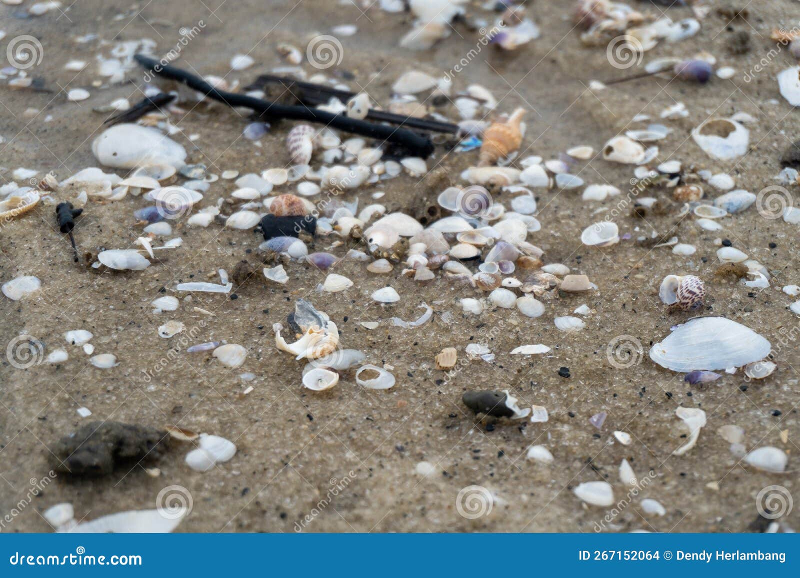 Empty Shells on the White Sandy Beach in the Middle of Nature Stock ...