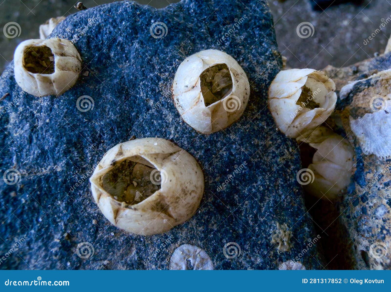 Empty Shutters of the Sessile Crustacean Balanus Sp Stock Photo - Image ...