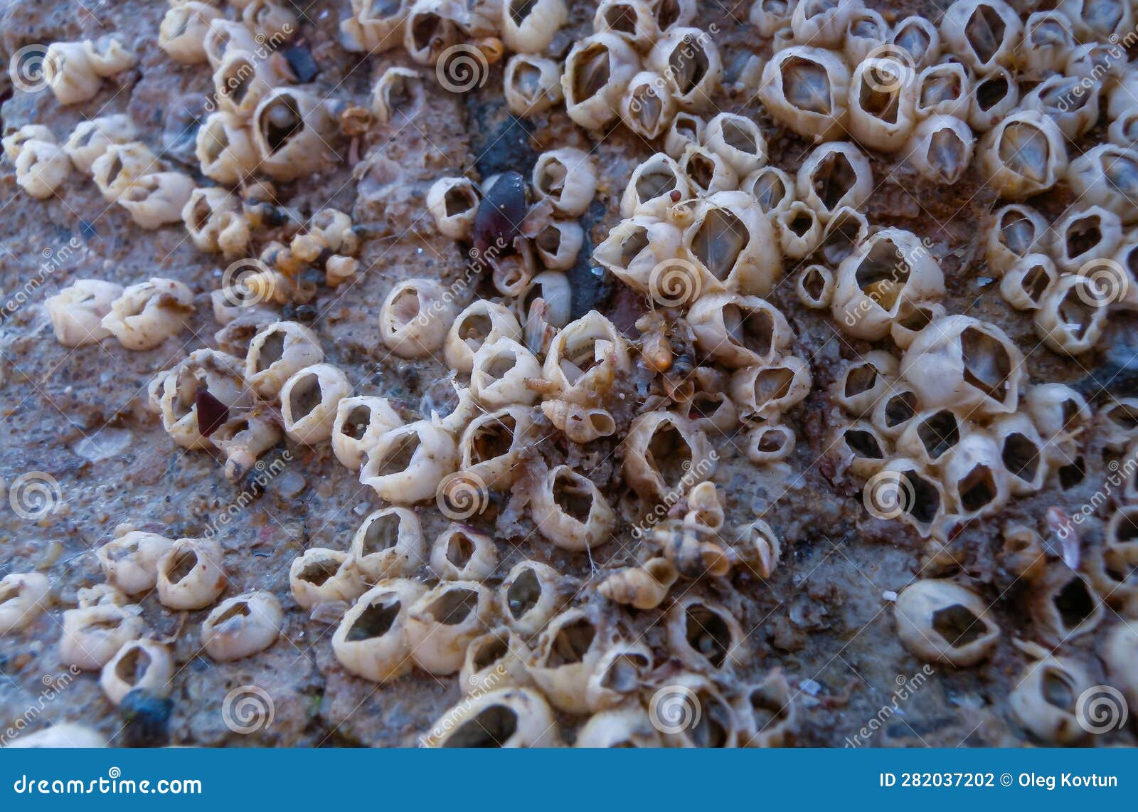 Empty Shutters of the Sessile Crustacean Balanus Sp Stock Photo - Image ...
