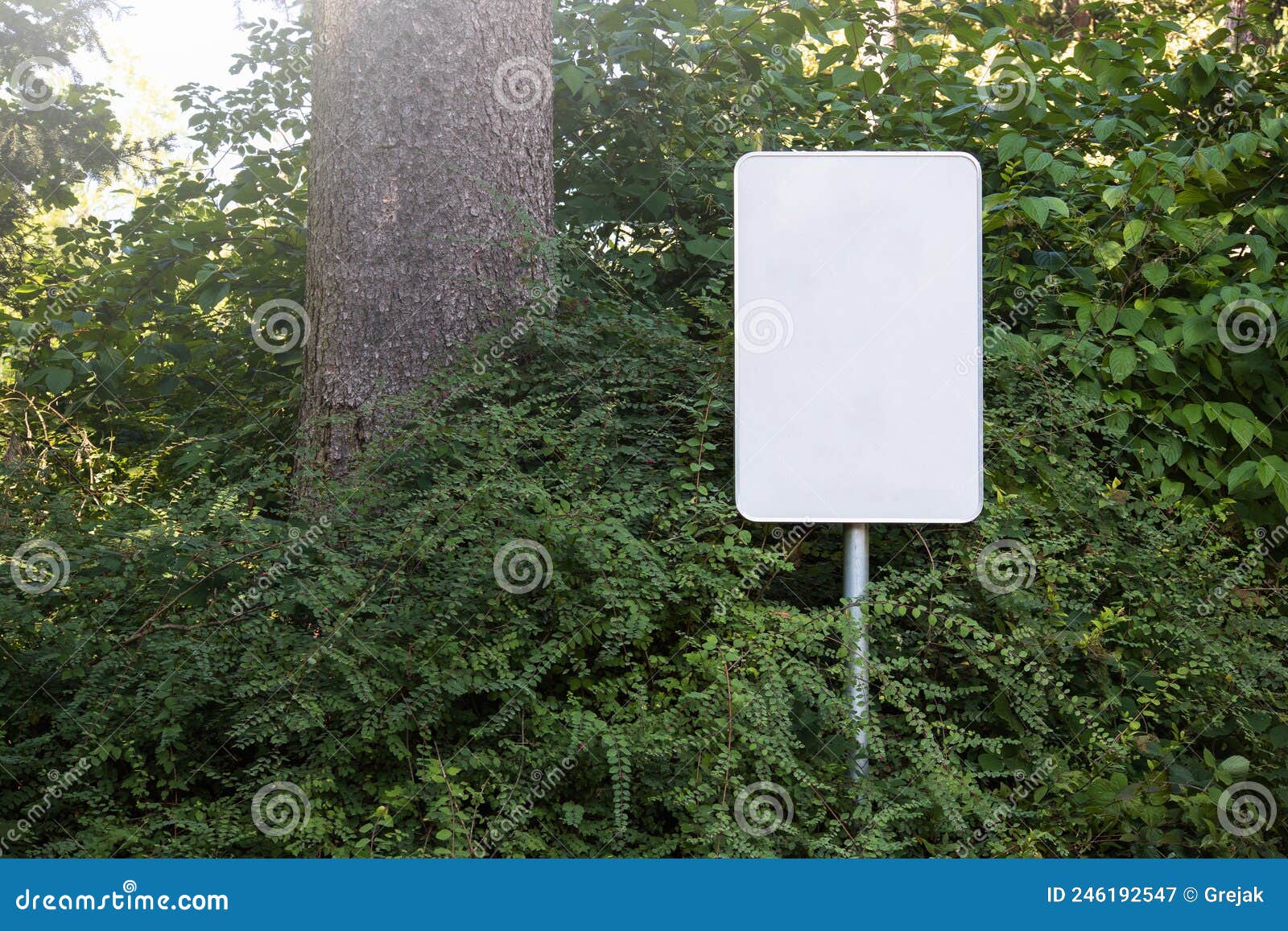 Empty sign in a forest stock image. Image of empty, isolated - 246192547