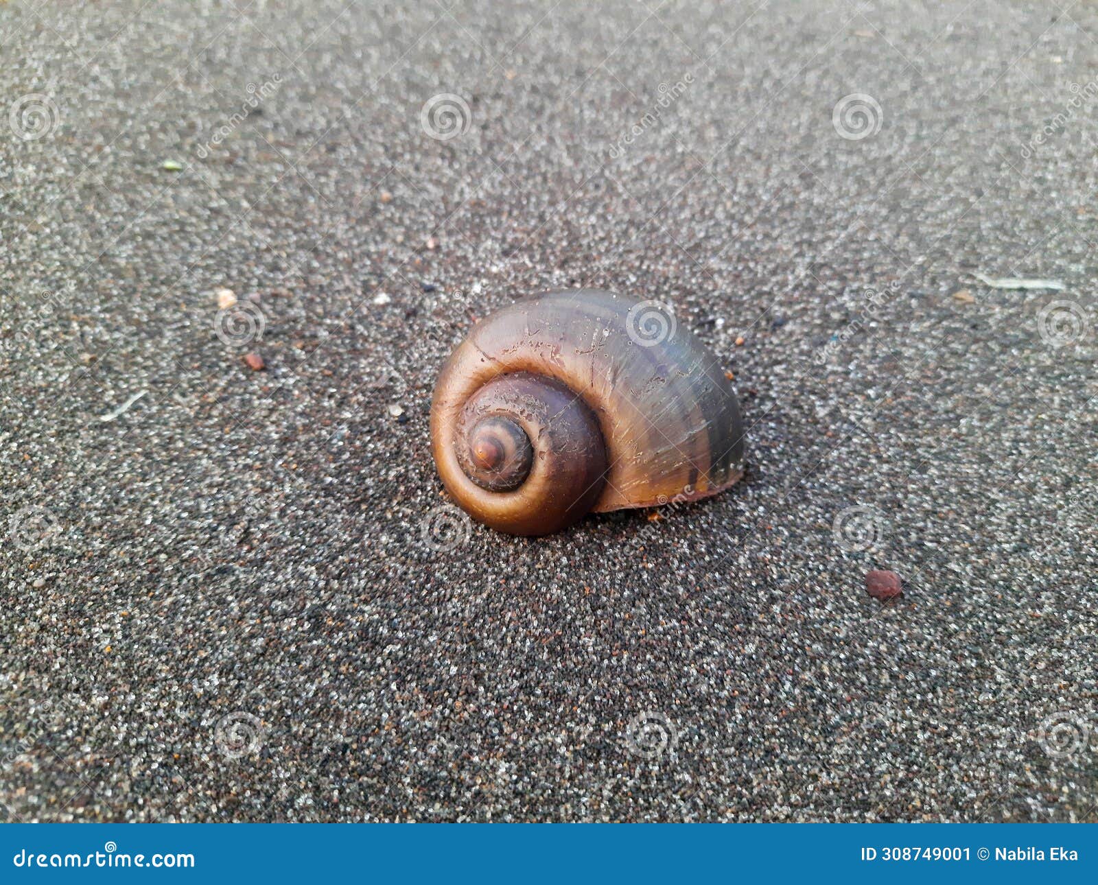 An Empty Snail Shell on Beach Sand Stock Image - Image of macro ...