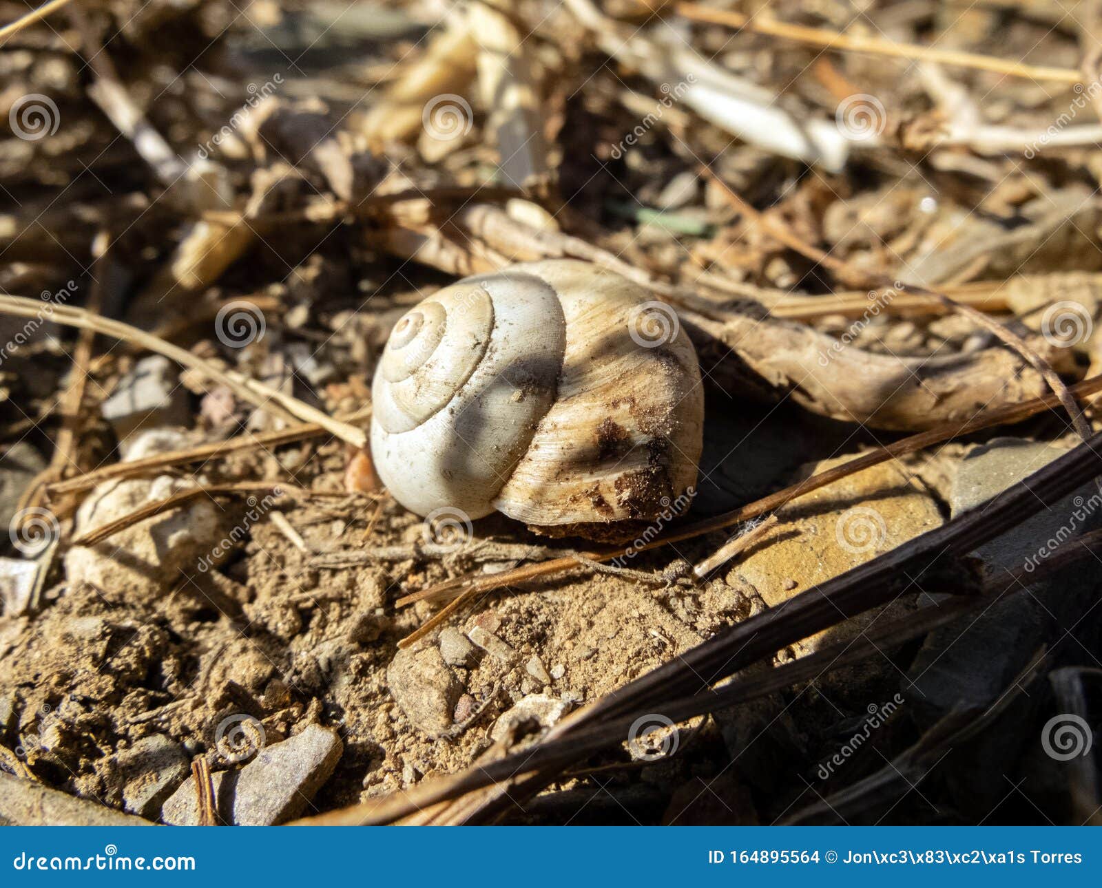 Empty Snail Shell in Brown Arid Soil Stock Photo - Image of slug ...
