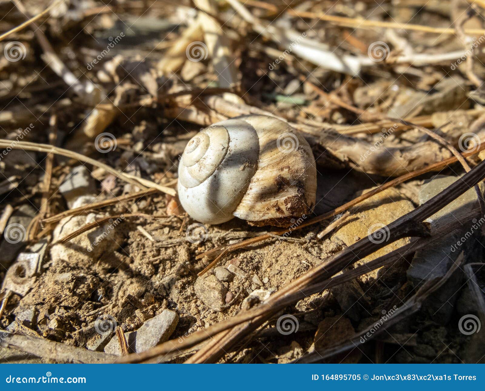 Empty Snail Shell in Brown Arid Soil Stock Image - Image of close ...