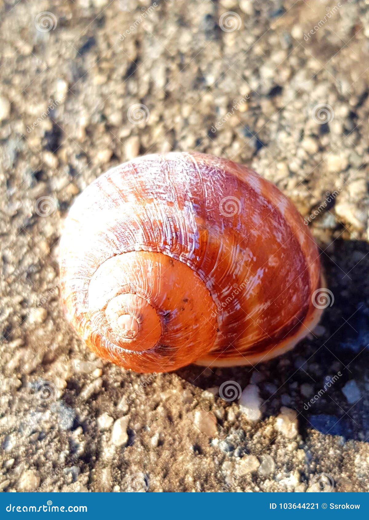 Empty snail shell stock image. Image of closeup, outdoors - 103644221