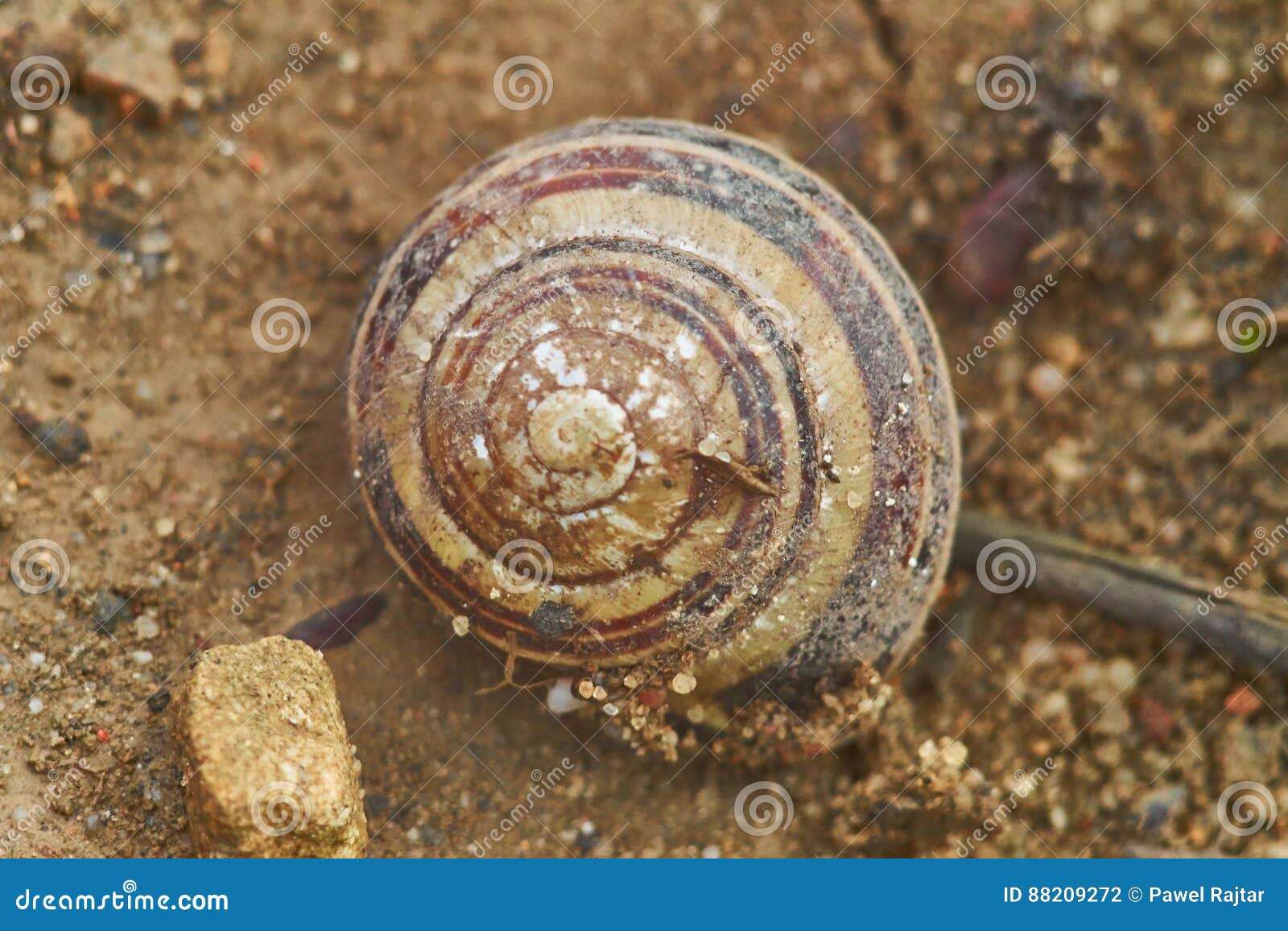 Empty snail shell stock photo. Image of background, invertebrate - 88209272