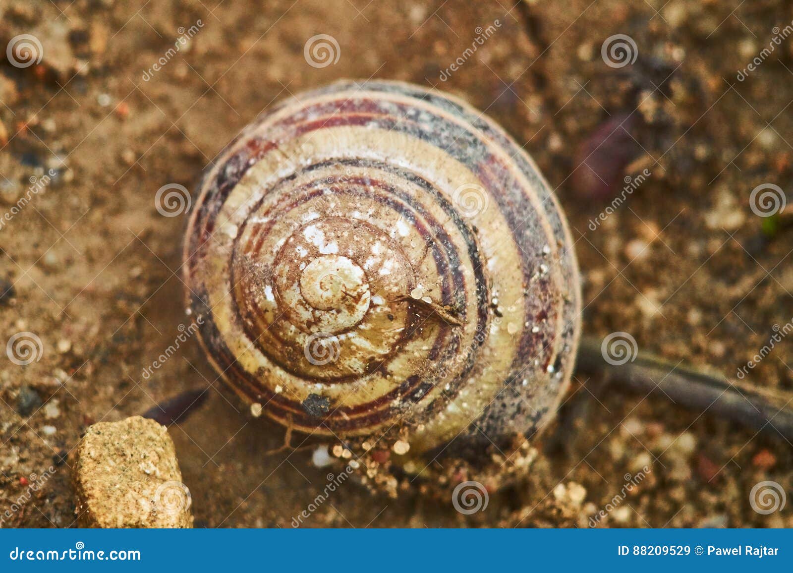 Empty snail shell stock image. Image of snail, white - 88209529